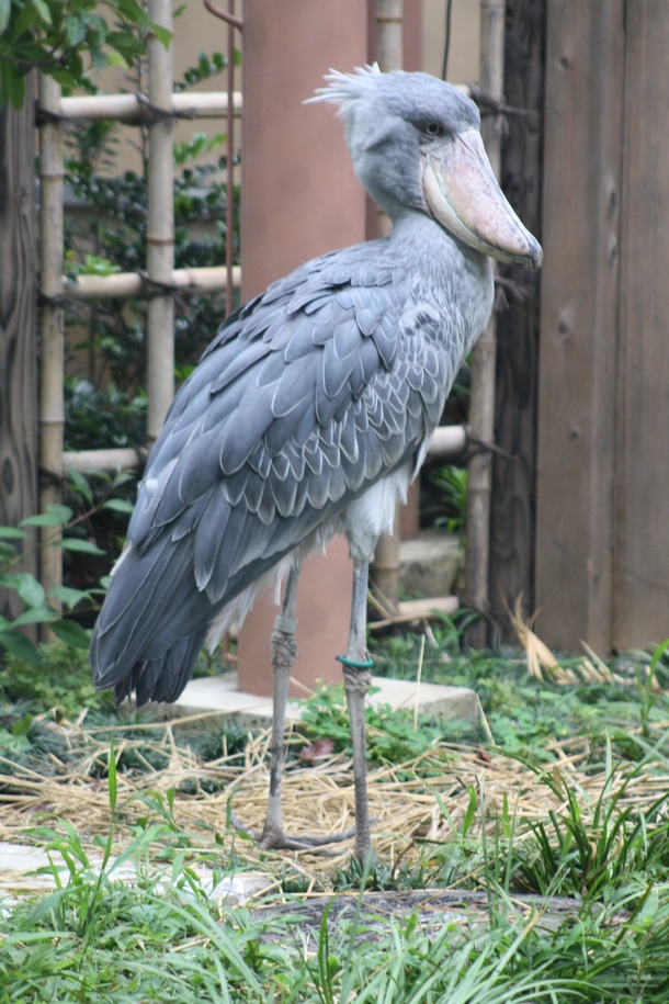 Sabot : Oiseaux : Animaux : Parc d'Ueno : Tokyo : Routard.com