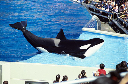 Sea world - shamu adventure : Zoo de San Diego : San Diego : Côte ...