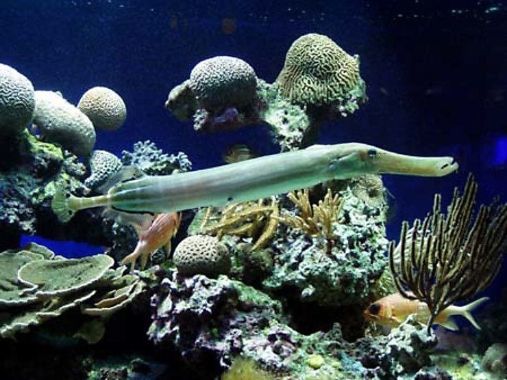 Poisson-trompette : Poissons : Musée Océanographique : Monaco-Ville (le ...