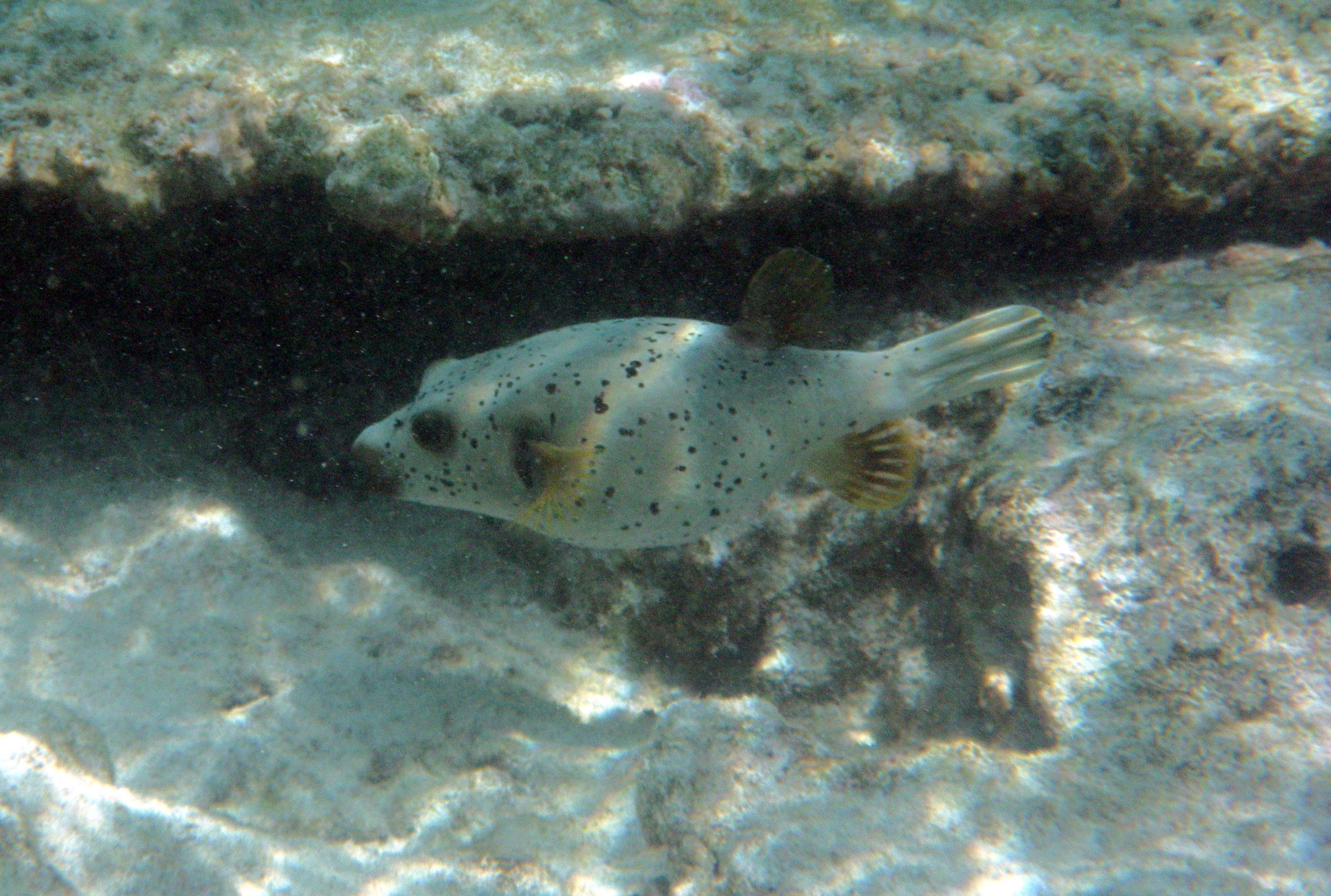 Poisson ballon : Poissons : Kuramathi : Atoll Rasdhoo : Maldives ...