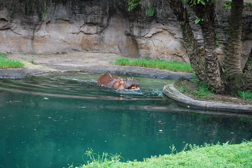 Hippopotame à Animal Kingdom : Animaux : Animal Kingdom : Walt Disney ...