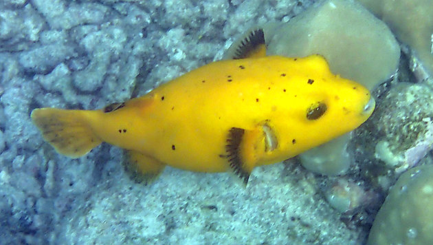 Poisson ballon jaune : Poissons : Kuramathi : Atoll Rasdhoo : Maldives ...