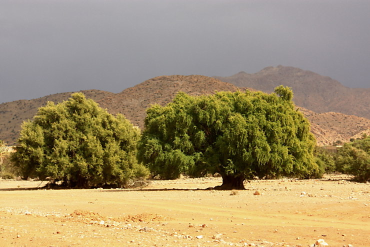 Arganier à Tiznit : Arbres : Tiznit : Côte atlantique : Maroc : Routard.com