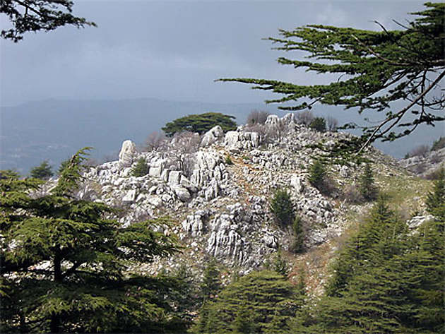 Les Cèdres du Chouf : Montagnes du Chouf : Mont Liban : Liban : Routard.com