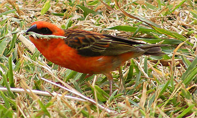 Un cardinal : Oiseaux : Animaux : Grand-Anse : Côte sud et Sud sauvage ...
