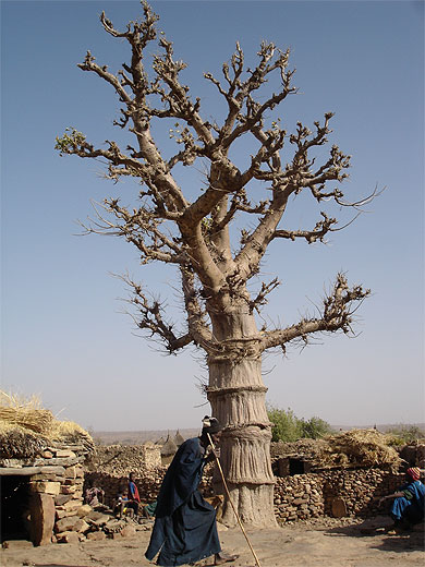 Baobab : Arbres : Djiguibombo : Pays dogon : Mali : Routard.com