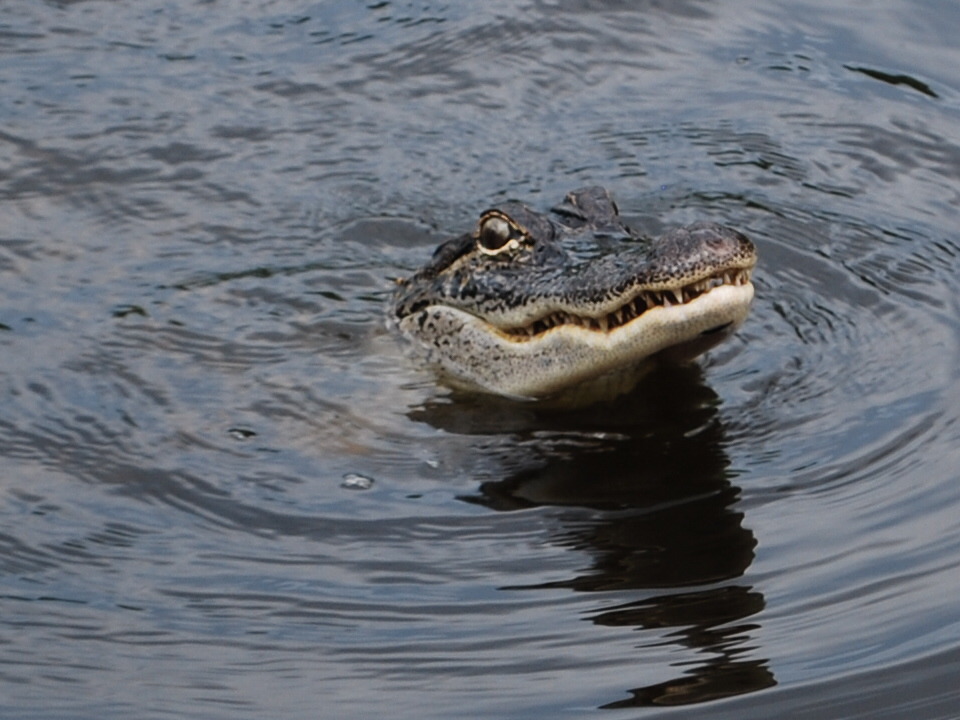 Habitant des bayous : Reptiles : Animaux : Crocodiles : Animaux ...