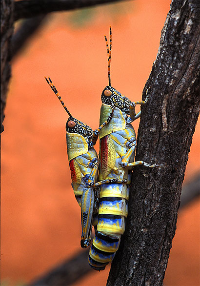 Couple de criquets : Insectes : Animaux : Désert du Kalahari : Namibie ...