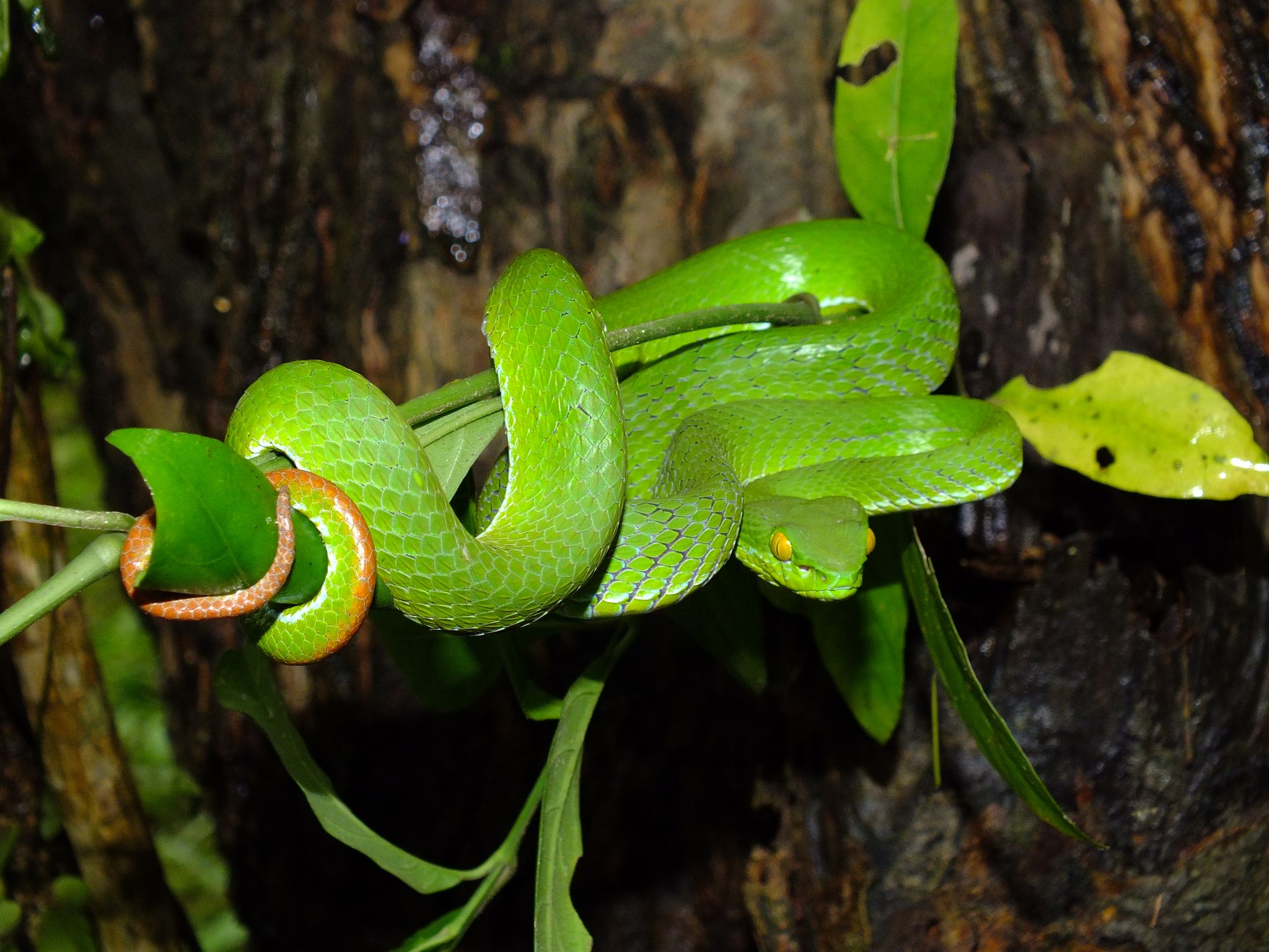 Serpent à Phou Phanang : Serpents : Animaux : Reptiles : Animaux ...
