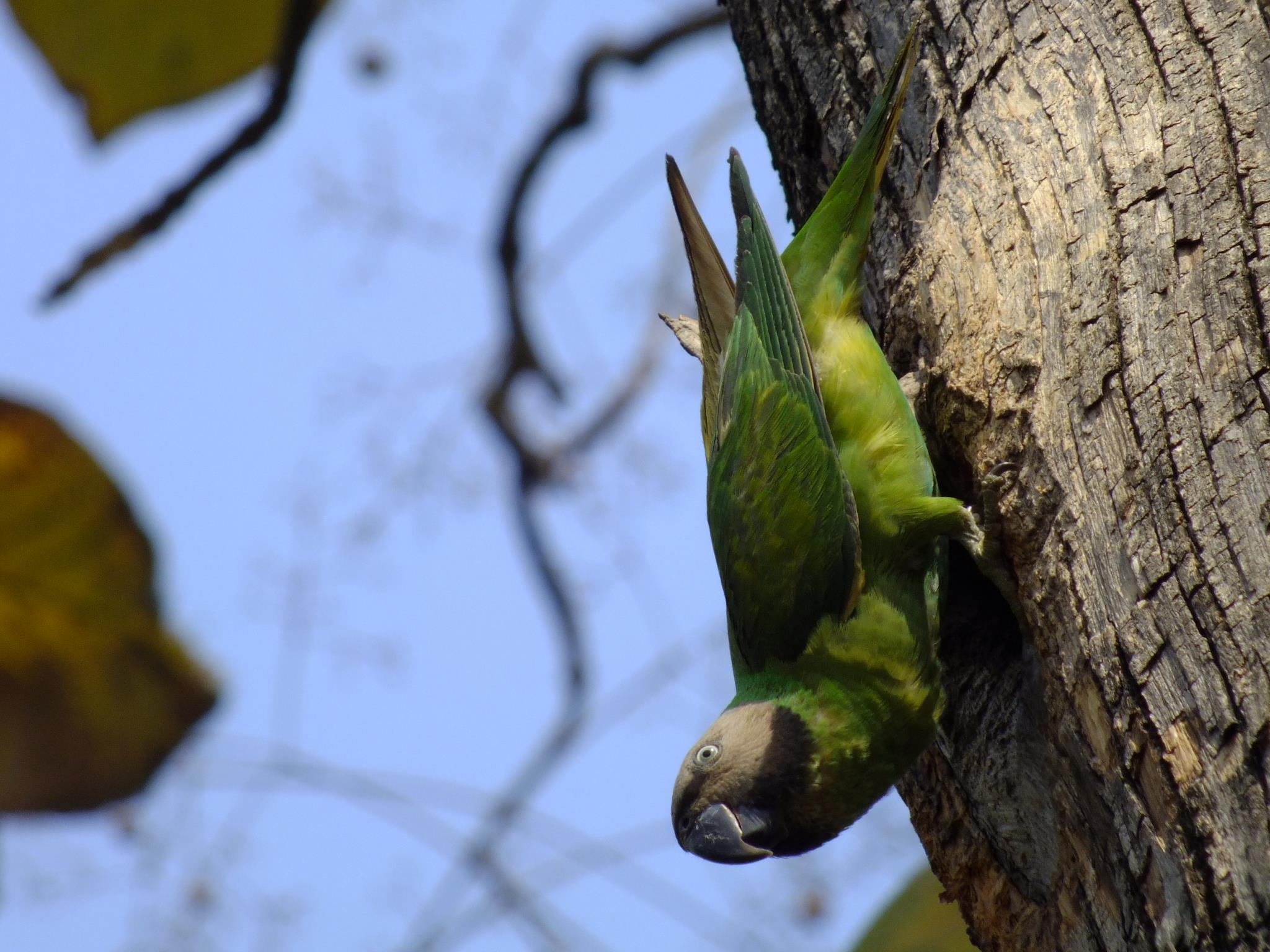 Phou Phanang : Perroquets : Oiseaux : Oiseaux : Animaux : Vientiane ...