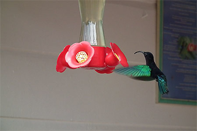 Colibri au jardin de balata : Oiseaux : Animaux : Jardin de Balata ...