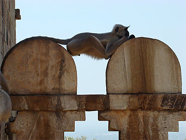 Relaxation simiesque : Singes : Animaux : Animaux : Chittorgarh ...