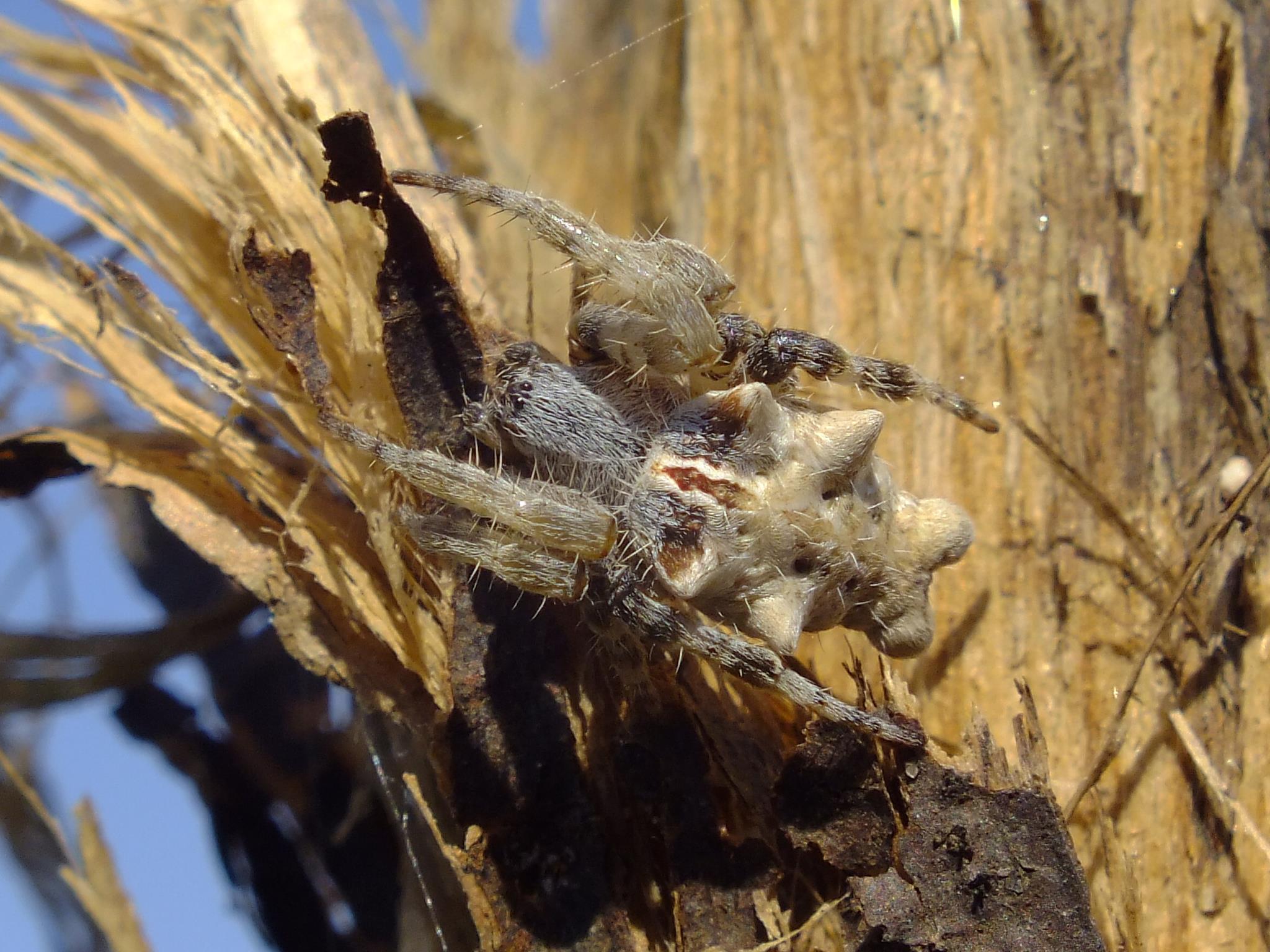 Araignée du Laos : Animaux : Parc national Phu Khao Khuay : Nord-Ouest ...