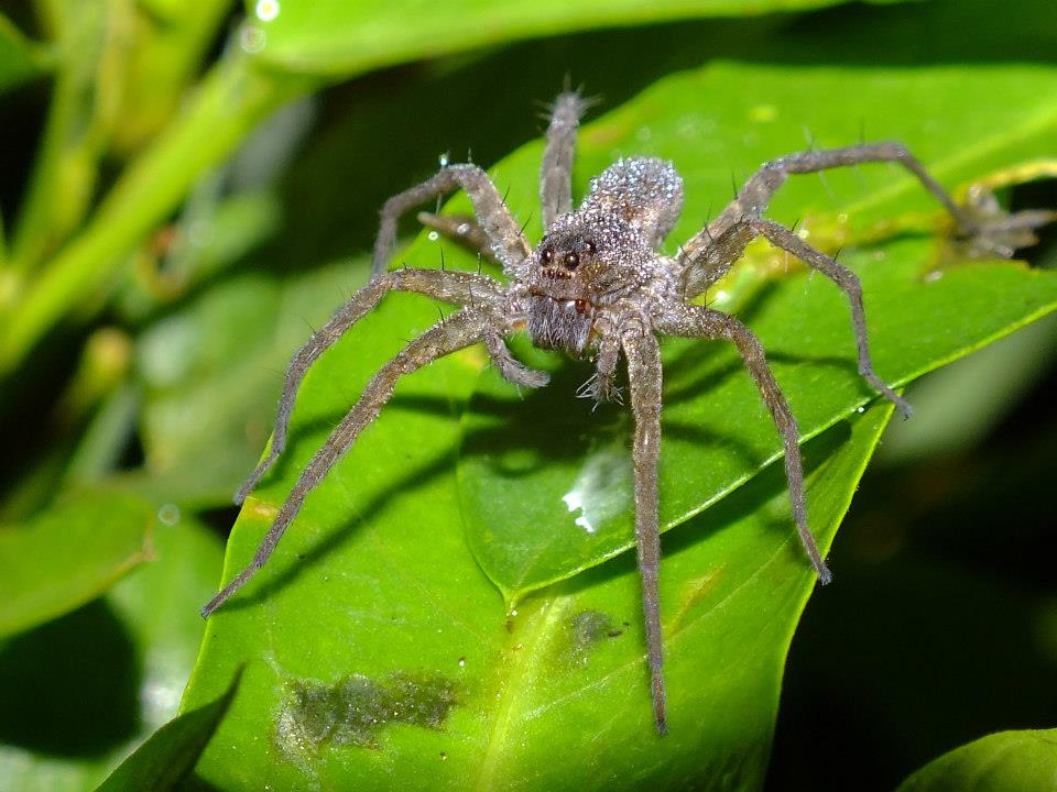 Araignée du Laos : Animaux : Parc national Phu Khao Khuay : Nord-Ouest ...