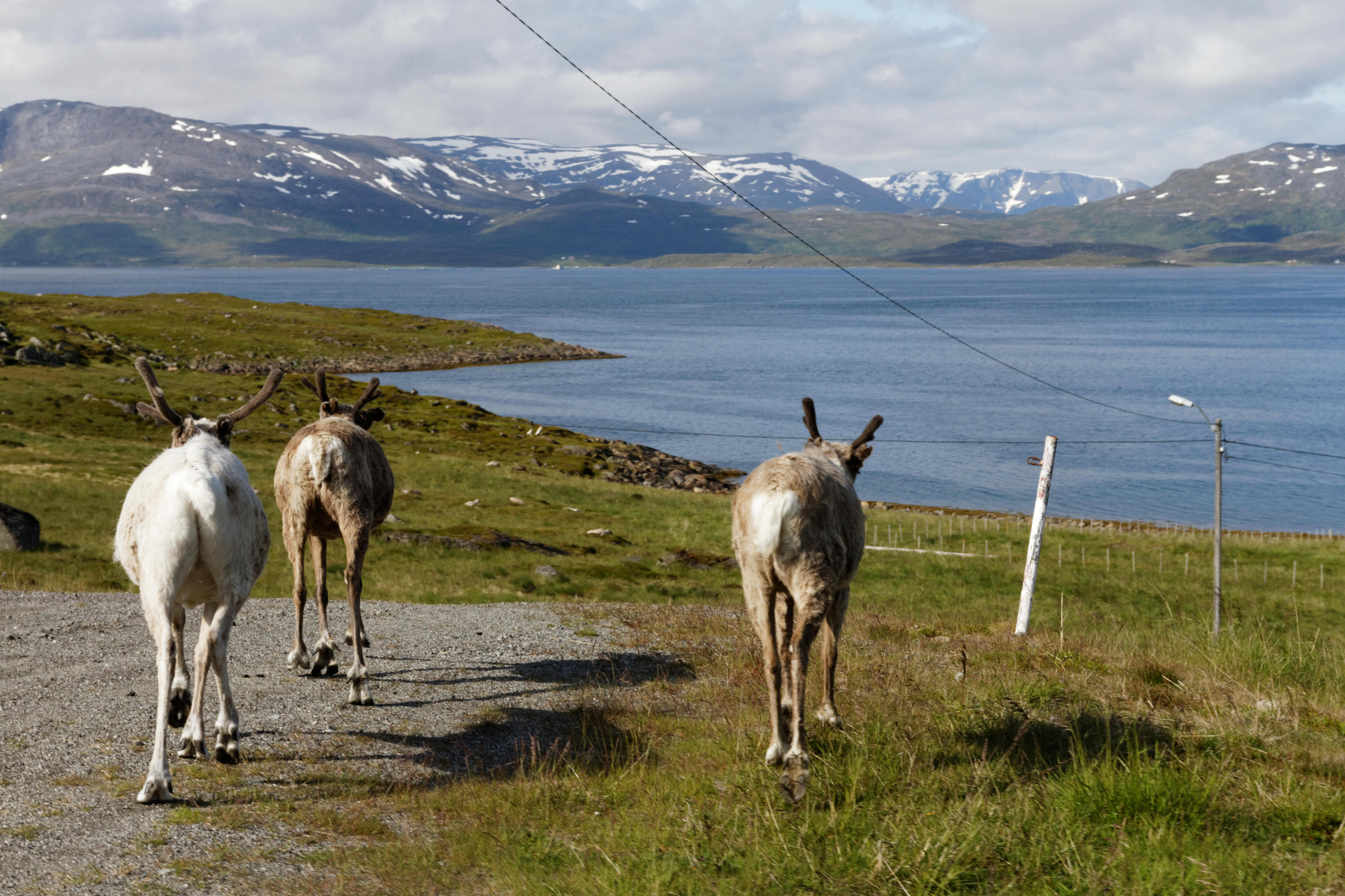 Rennes : Animaux : Finnmark et Laponie : Norvège : Routard.com
