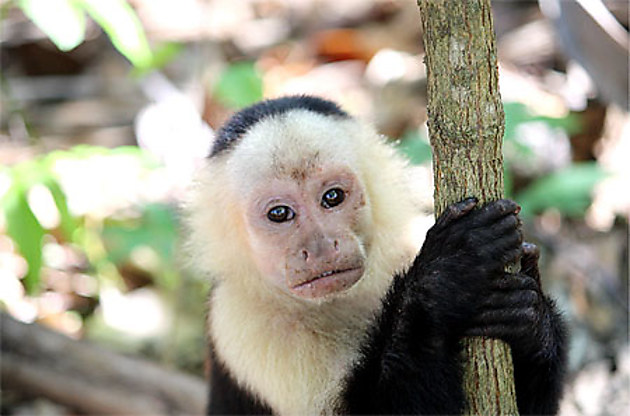 Sapajou-capucin : Singes : Animaux : Animaux : Parc national Cahuita ...