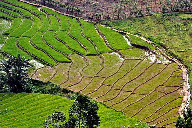 Rizières en étages : Nuwara Eliya : Montagnes du Centre : Sri Lanka ...