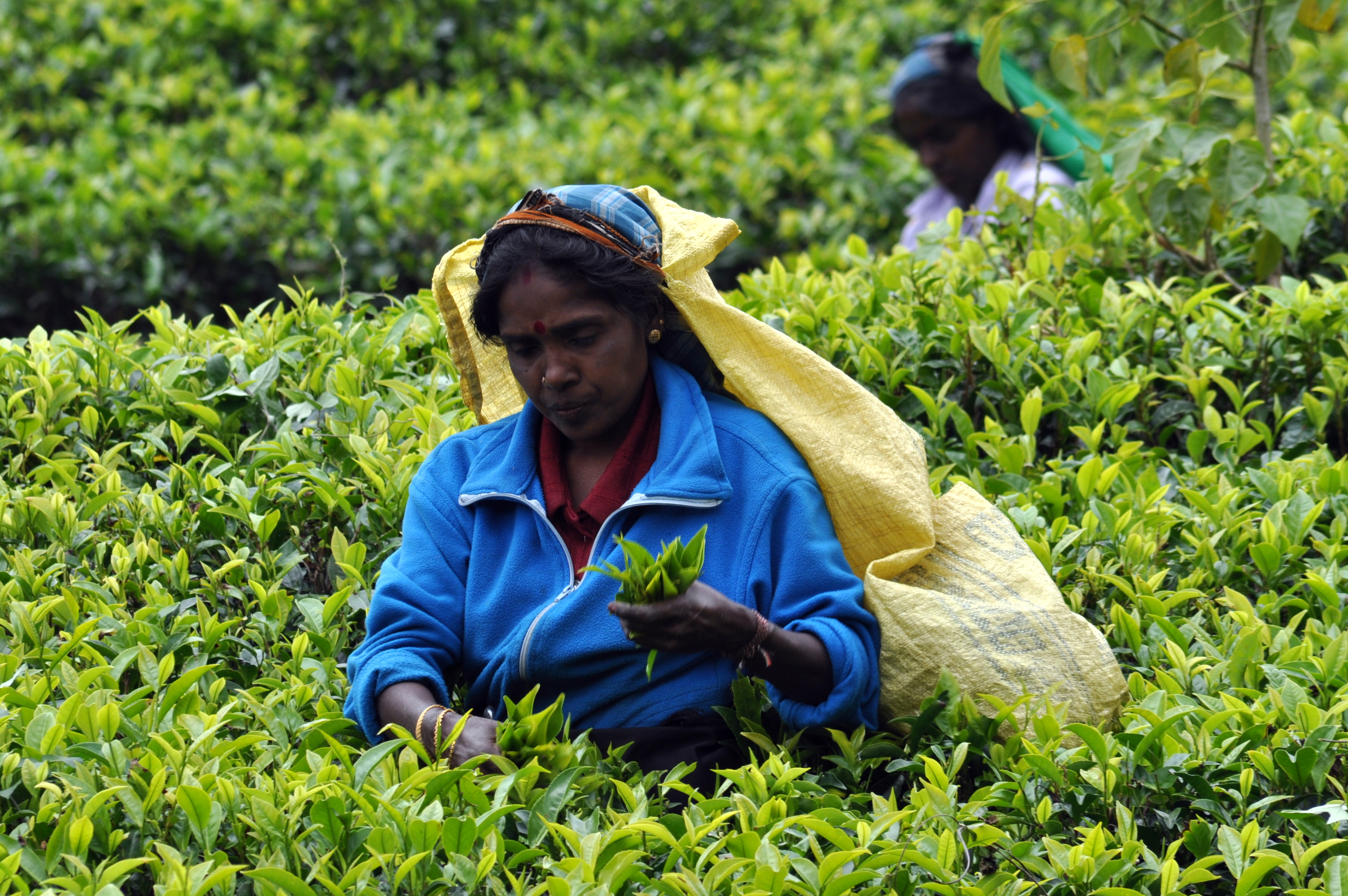 Ceuillette de thé : Nuwara Eliya : Montagnes du Centre : Sri Lanka ...