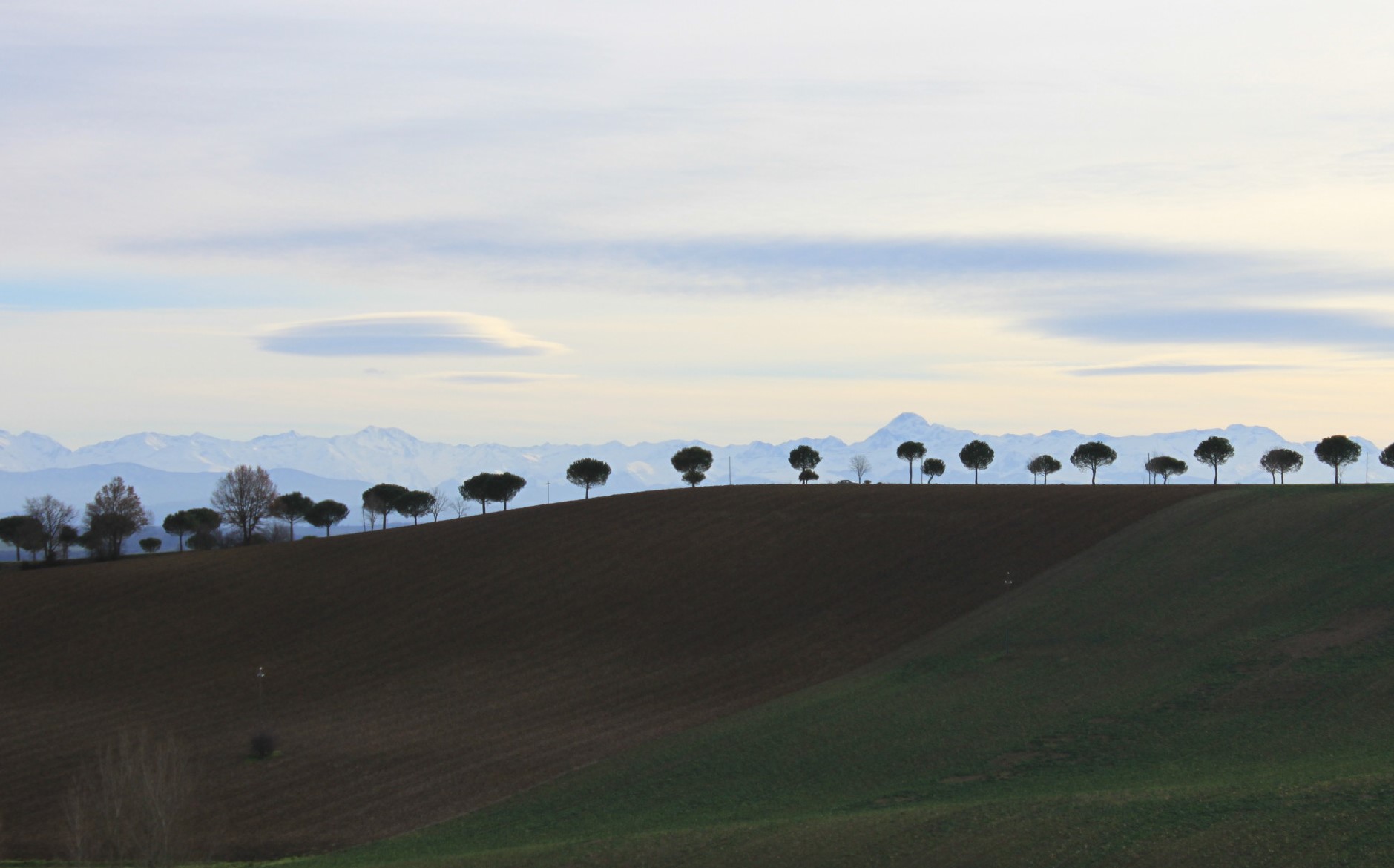 Pins parasol du chemin de Ribonnet et Pyrénées : Beaumont sur Lèze ...