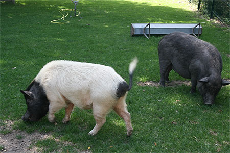 Les cochons : Animaux : Parc Courbet : Gagny : Seine-Saint-Denis : Île ...