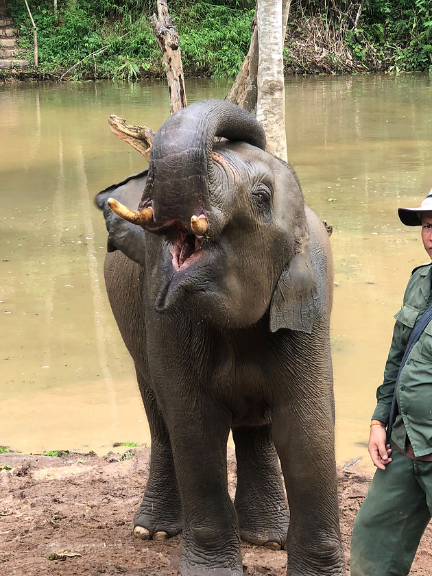 ECC in Laos : Eléphants : Animaux : Animaux : Laos : Routard.com
