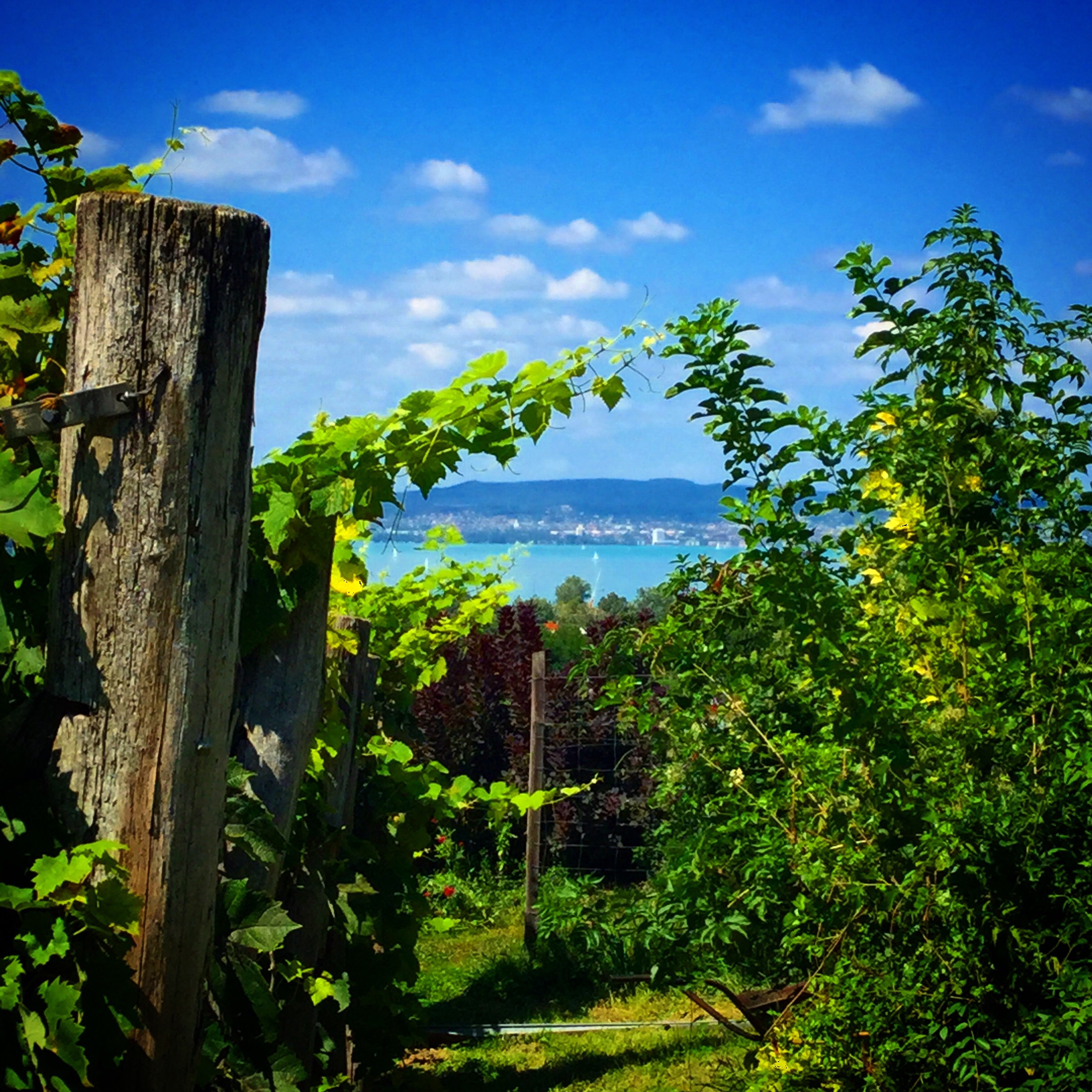 Zamàrdi l'été : Lacs : Zamárdi : Lac Balaton : Environs de Budapest ...