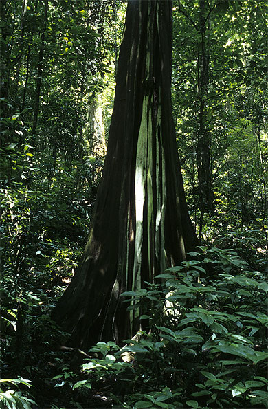 Tronc sculpté : Arbres : Matoury : Côte atlantique : Guyane : Routard.com