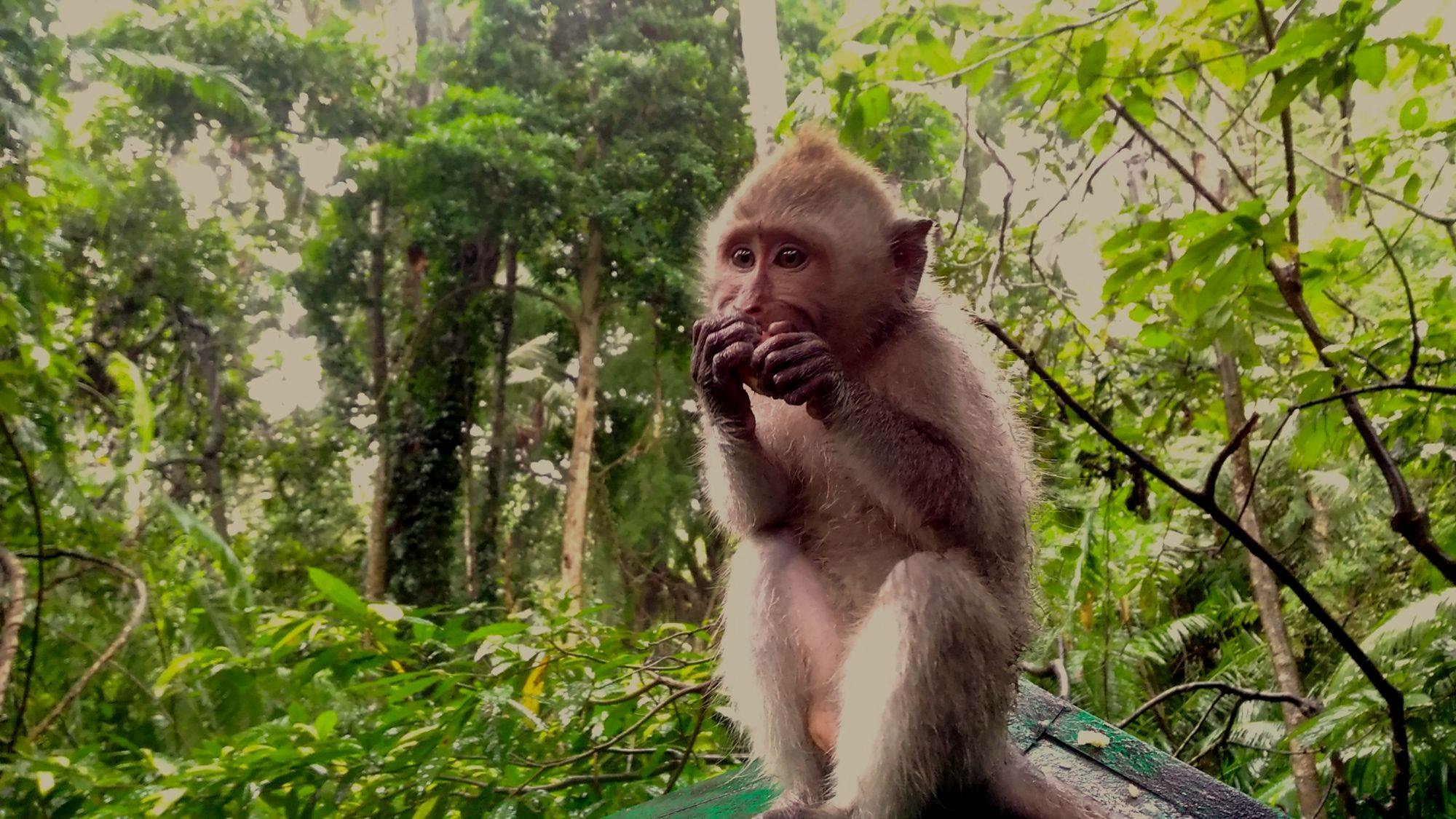 Monkeys everywhere : Singes : Animaux : Indonésie : Routard.com