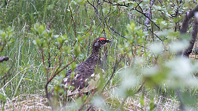 Perdrix Lagopède : Oiseaux : Animaux : Skaftafell : Cercle d'Or et côte ...