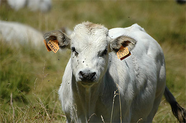 La vache : Vaches : Animaux : Animaux : Parc national du Mercantour ...