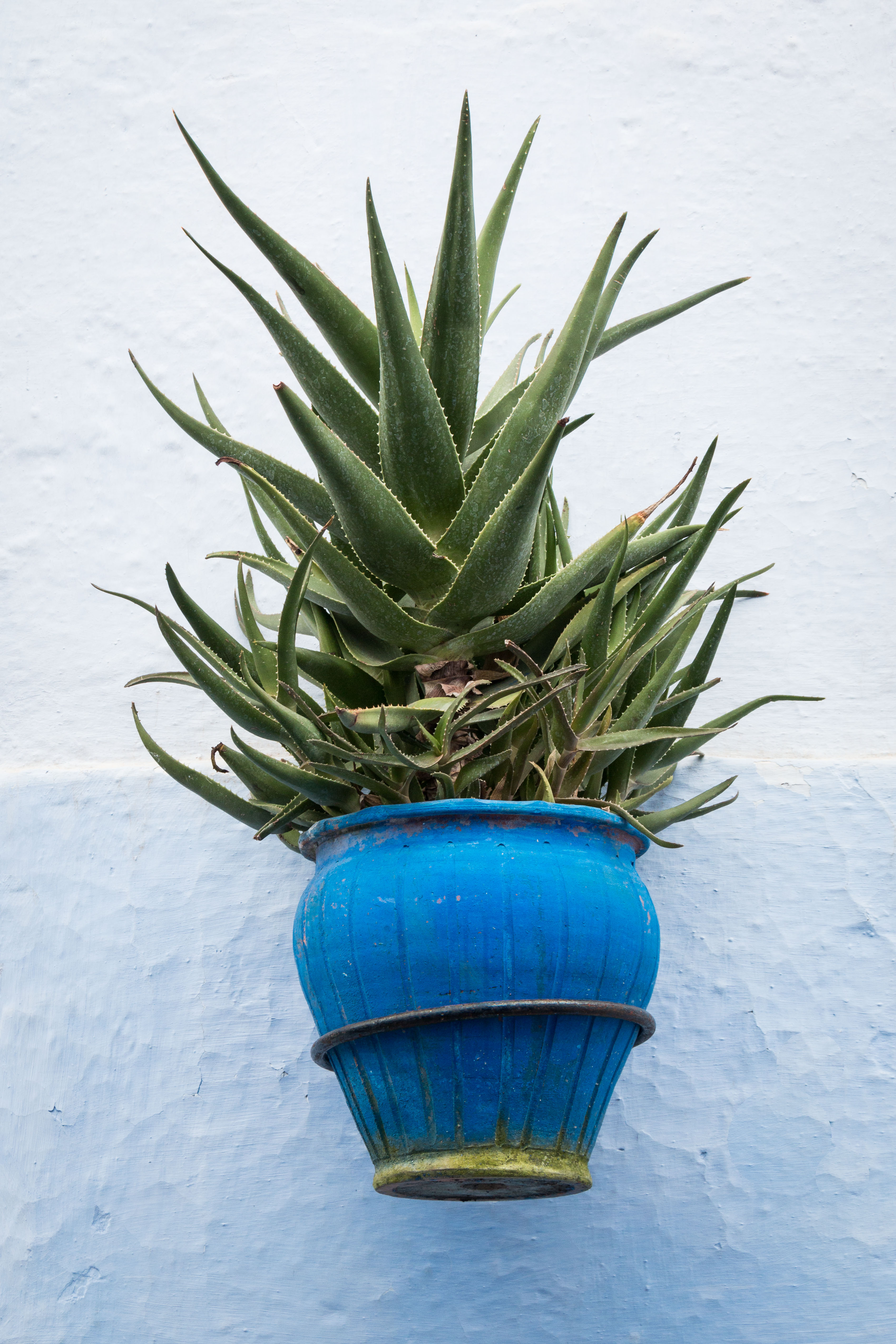 Une plante grasse et fière ;) : Plantes : Chefchaouen : Nord du Maroc ...