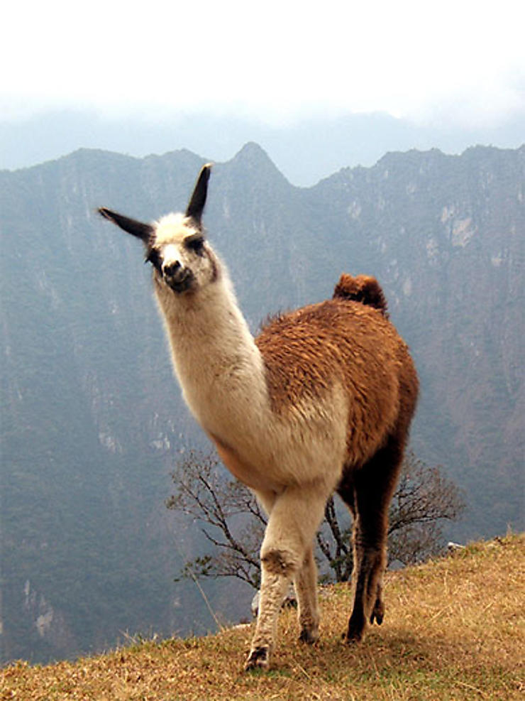 Lama : Animaux : Pérou : Routard.com