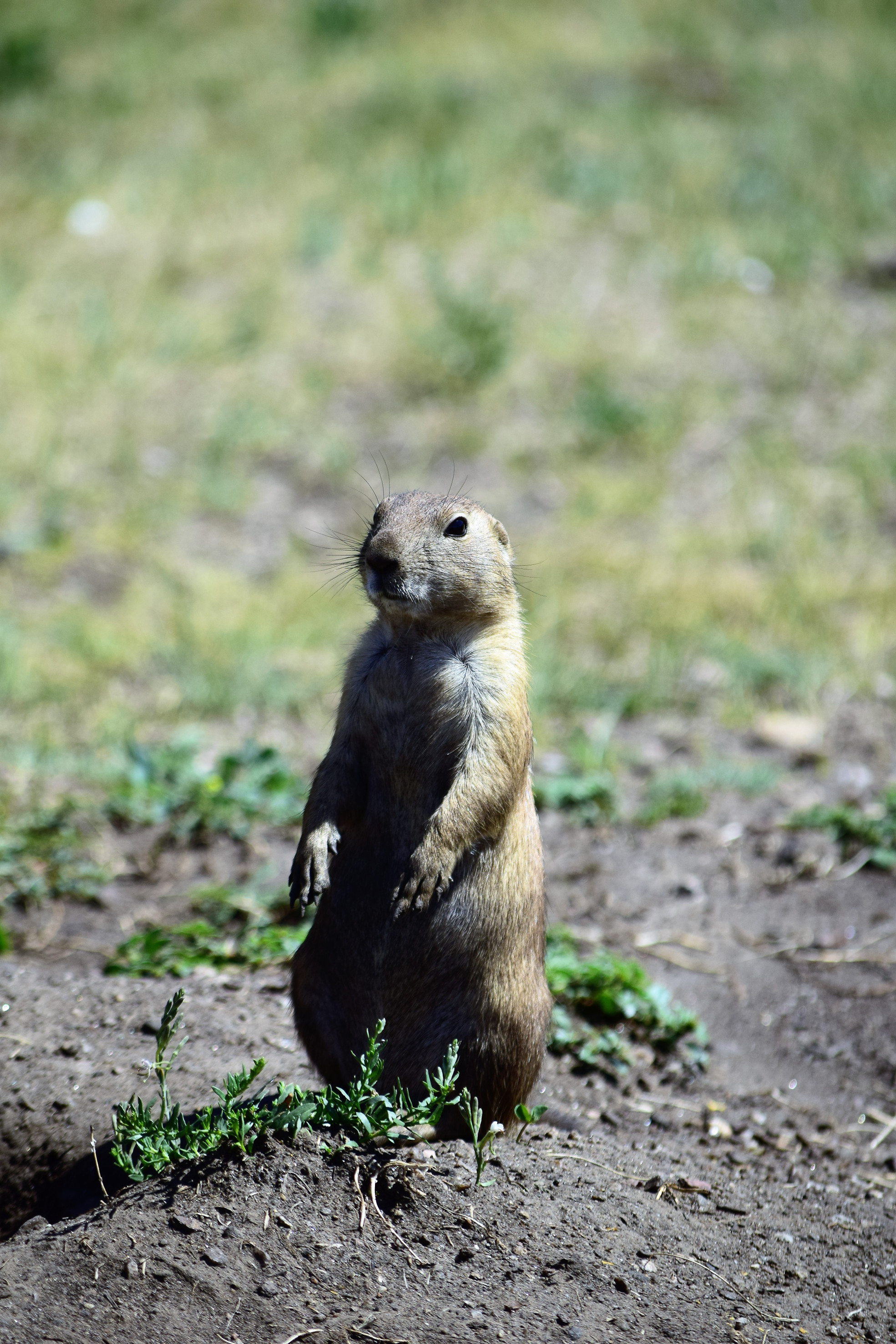 Chien de prairie au Custer State Park : Animaux : Custer State Park ...