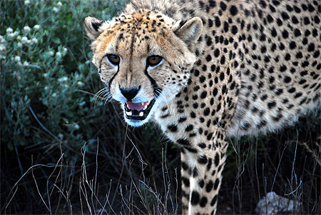 Otjitotongwe cheetah farm : Animaux : Damaraland : Namibie : Routard.com
