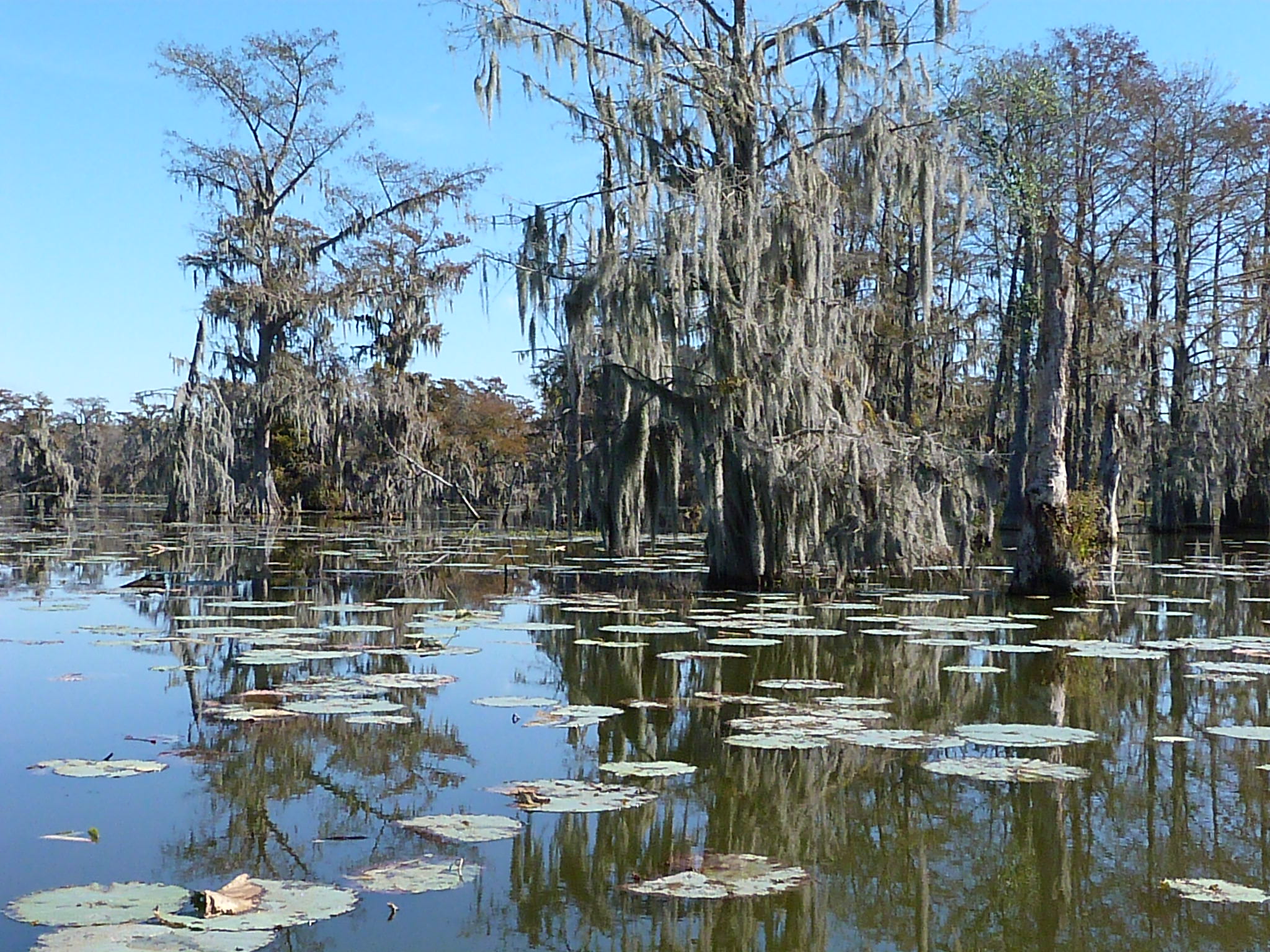 Bayou st Martin : Arbres : Lake Martin : Pays cajun et bayous ...