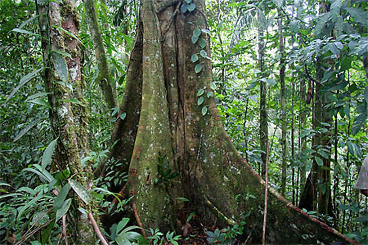 Arbres d'Amazonie : Forêts : Arbres : Amazonie (Oriente) : Équateur ...