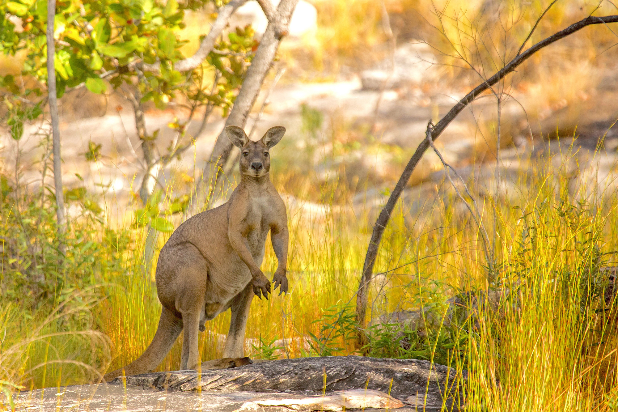 La faune et la flore le long de l'Explorers way - Routard.com