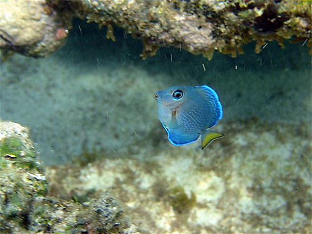Petit poisson : Plongée : Mer : Poissons : Bouillante : Basse-Terre ...