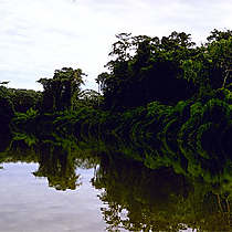 La picolette : Cayenne : Guyane : Routard.com