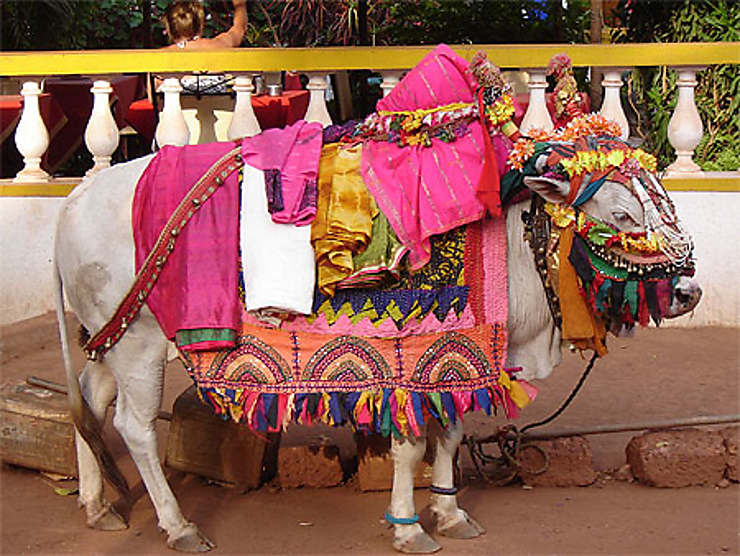 Vache sacrée : Vaches : Animaux : Animaux : Old Goa (Velha Goa) : Goa ...