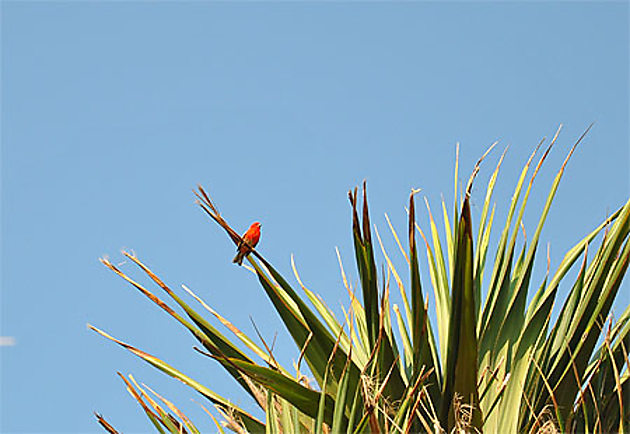 Cardinal : Saint-Pierre : Côte sud et Sud sauvage : Réunion : Routard.com