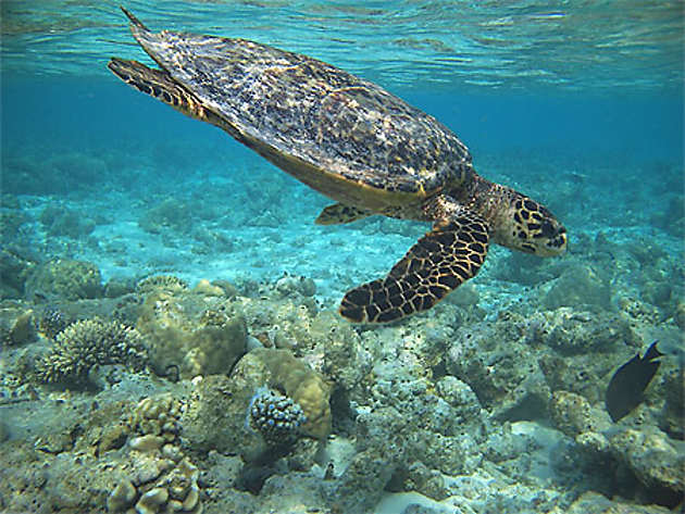 Tortue marine : Tortues : Animaux : Reptiles : Animaux : Animaux ...