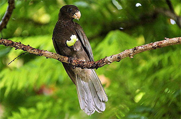 Cateau noir : Oiseaux : Animaux : Grand Anse : Praslin : Seychelles ...