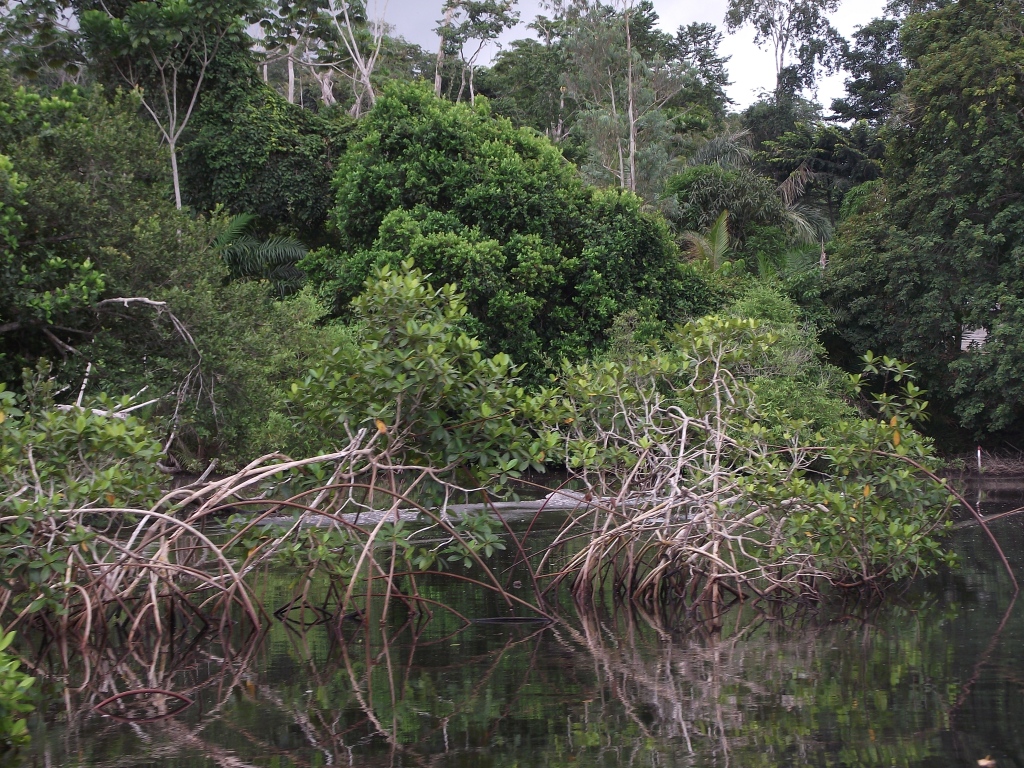 La mangrove, avant l'arrivée à Nyonié : Forêts : Nyonié : Côte : Gabon ...