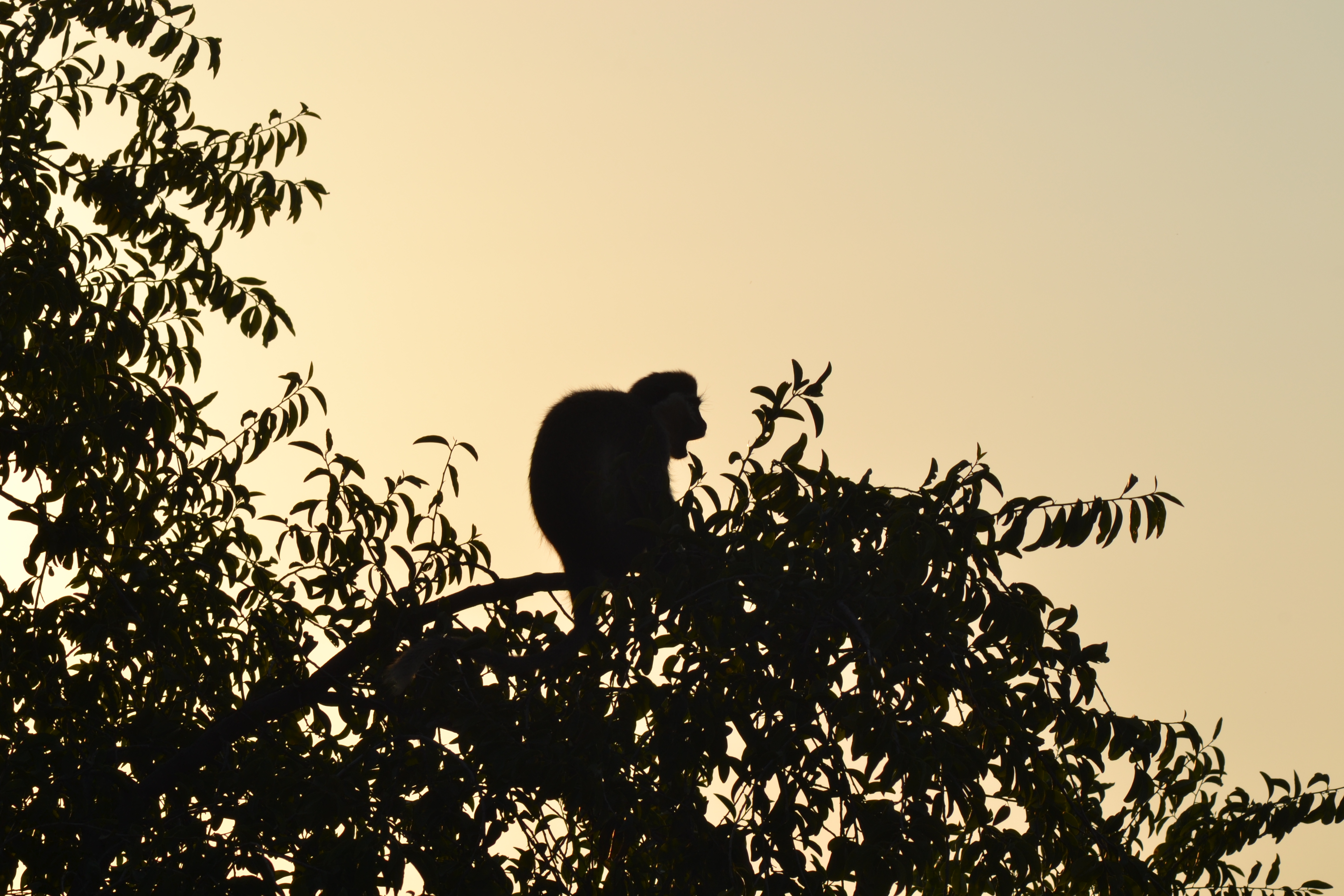 Coucher de soleil africain : Singes : Animaux : Animaux : Parc national ...
