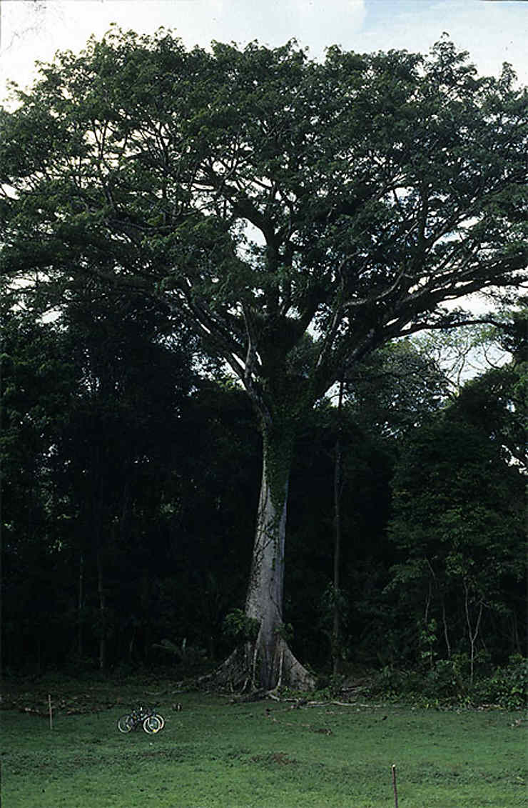 Bel arbre : Arbres : Rémire-Montjoly : Cayenne : Guyane : Routard.com