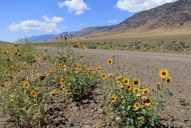 Fields Denio rd, route longeant la Steens Mountain : Routes : Transport ...