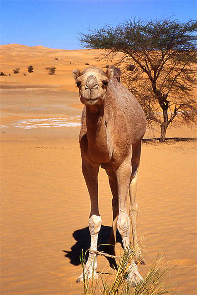 Dromadaire enchevêtré : Dromadaires : Animaux : Désert : Animaux ...