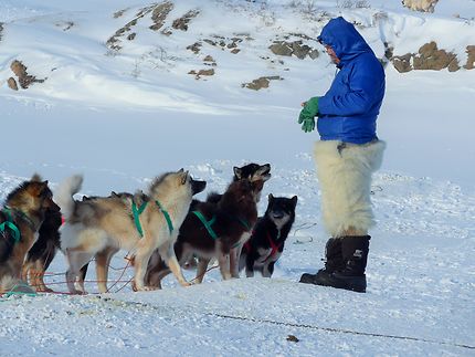 Un inuit et ses chiens : Animaux : Ilulissat : Groenland : Routard.com