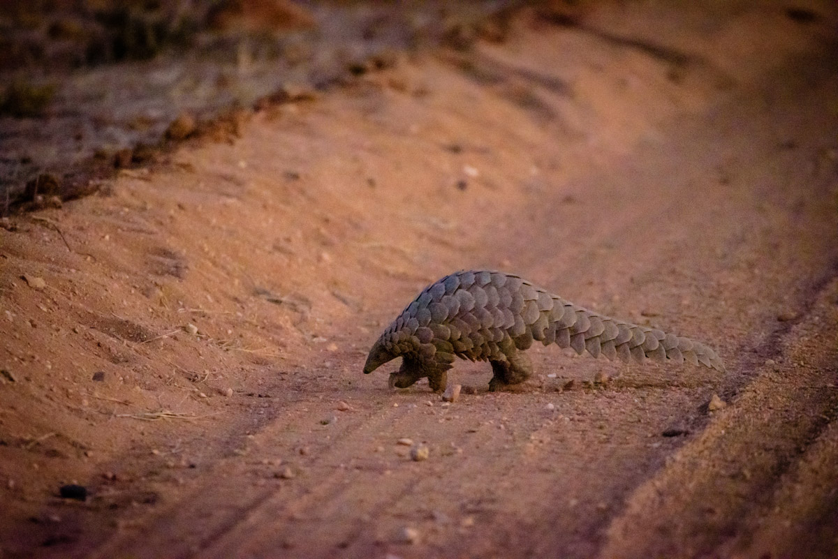 Pangolin : Désert : Animaux : Erongo : Namibie : Routard.com
